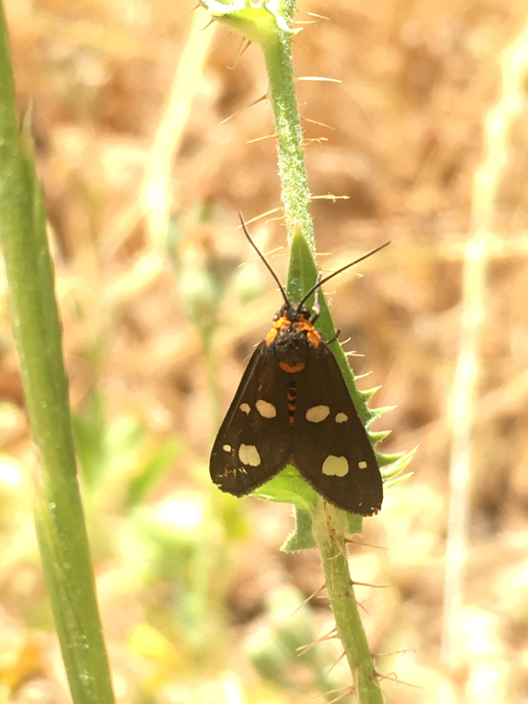 Dysauxes famula from ירושלים on May 5, 2020 at 11:23 AM by Shaked ...
