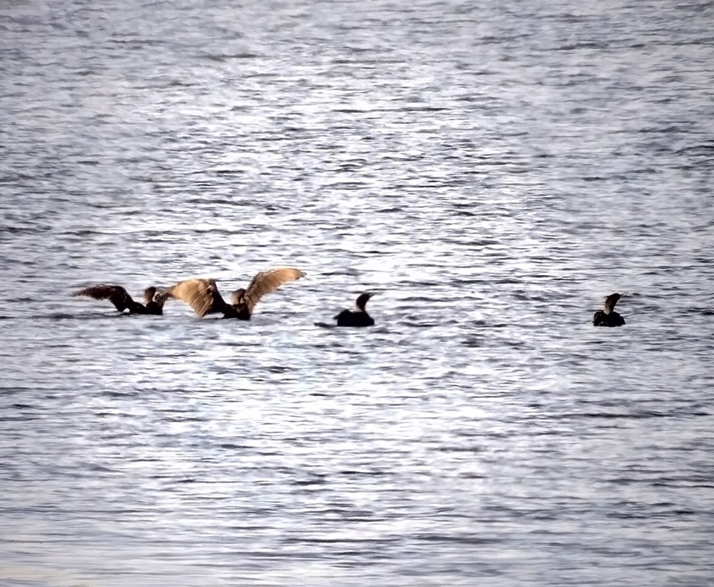 Double-crested Cormorant from South Pymatuning Township, PA, USA on ...