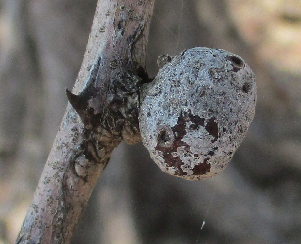 Insects from Serowe Botswana on October 7, 2023 by Botswanabugs ...