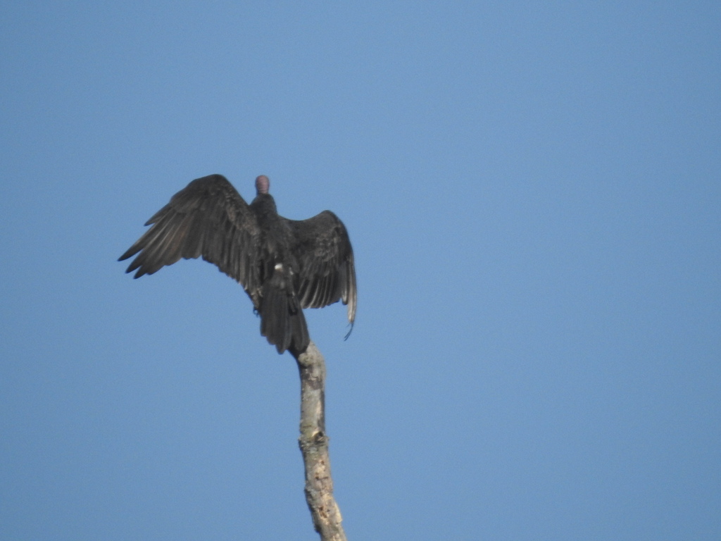 New World Vultures from 15458 Sheperd Springs Rd, Mountainburg, AR ...