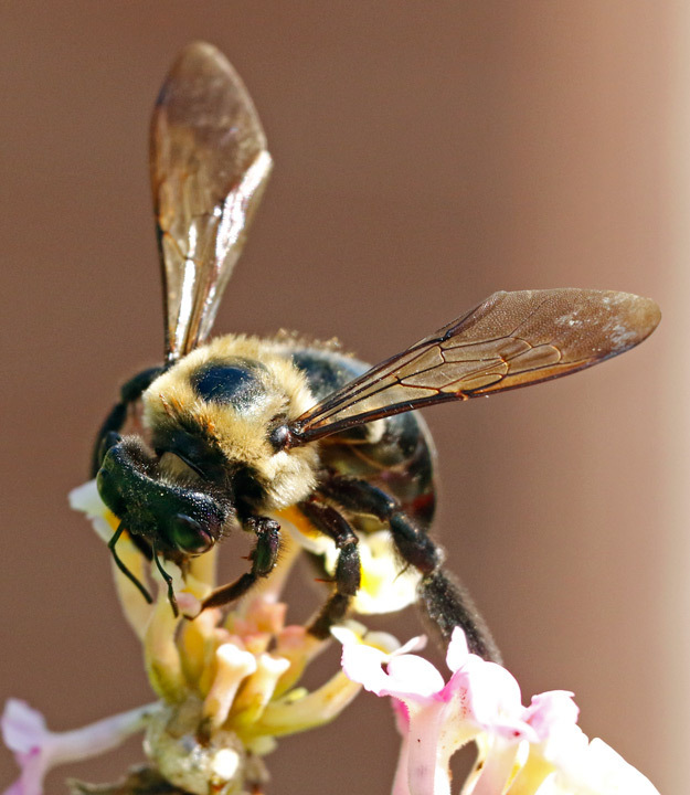 Eastern Carpenter Bee from Hays, Texas, United States on September 30 ...