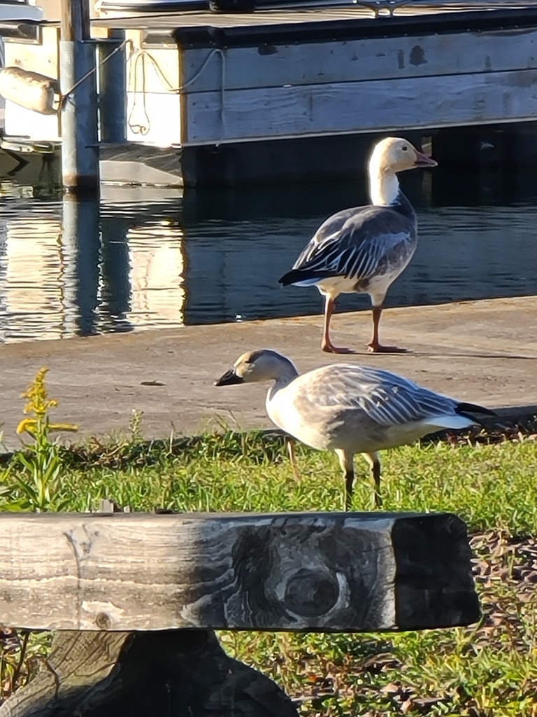 Snow Goose from Grand Marais, MN 55604, USA on October 7, 2023 at 08:51 ...