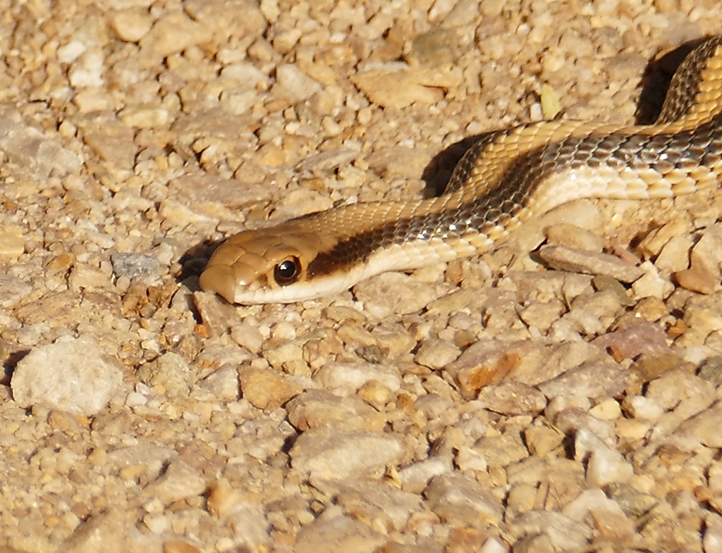 Western Patch-nosed Snake from Pima County, AZ, USA on October 2, 2023 ...