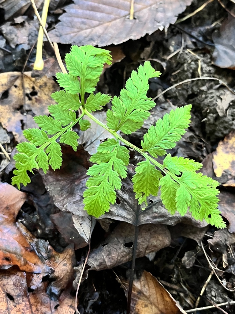 rattlesnake fern from Oscar White Rd, Edmond, WV, US on October 7, 2023 ...