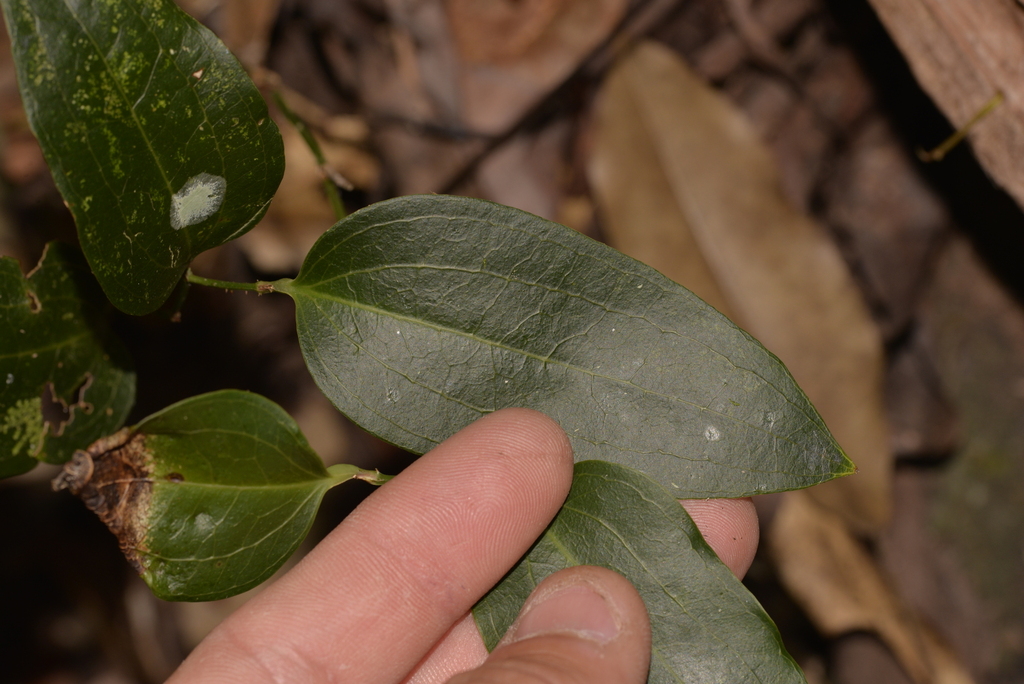 Austral Sarsaparilla from Karangi NSW 2450, Australia on October 7, 2023 at 01:55 PM by Nick ...