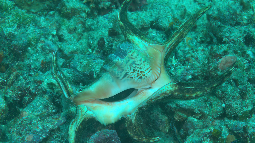 Chiragra Conch from West Sulawesi, Indonesia on August 31, 2023 at 11: ...