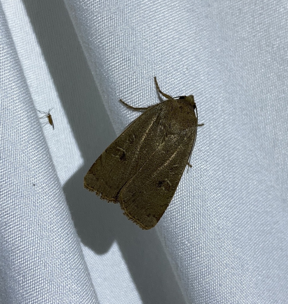 Large Yellow Underwing in October 2023 by Hannah. qq68 · iNaturalist