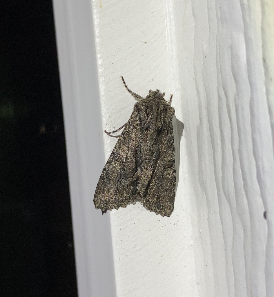 Cutworms and Dart Moths in October 2023 by Hannah. qq68 · iNaturalist
