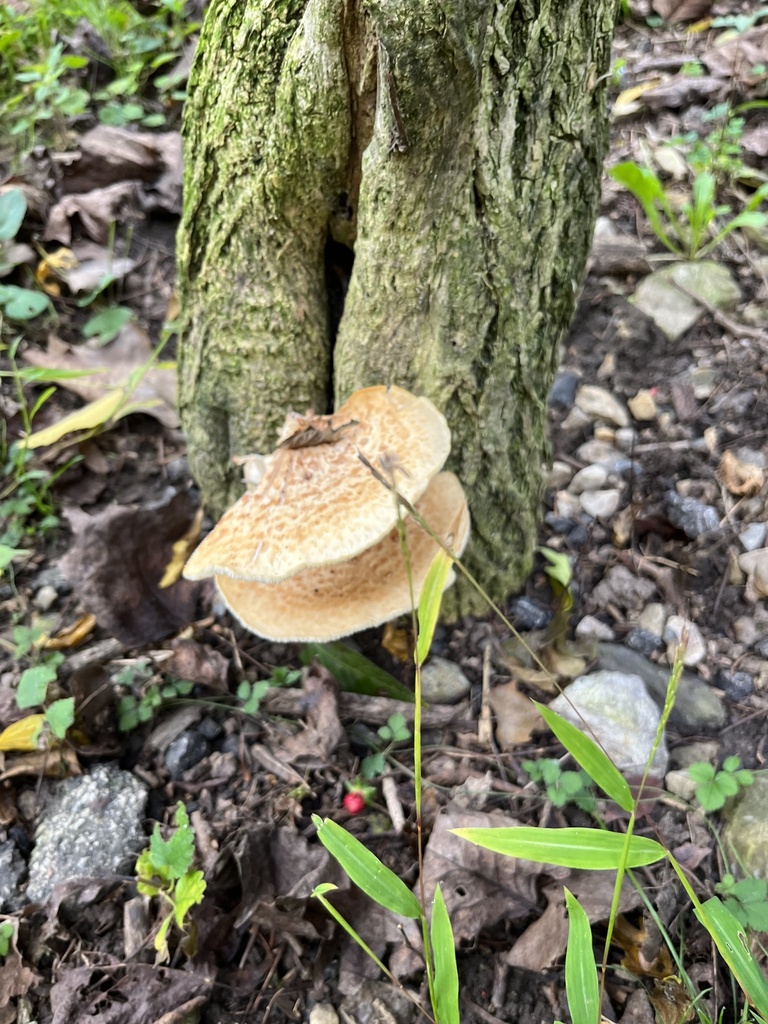 Fungi Including Lichens in October 2023 by yuhasr · iNaturalist