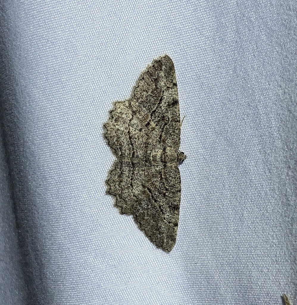 Brown-lined Looper in October 2023 by Hannah. mm66 · iNaturalist