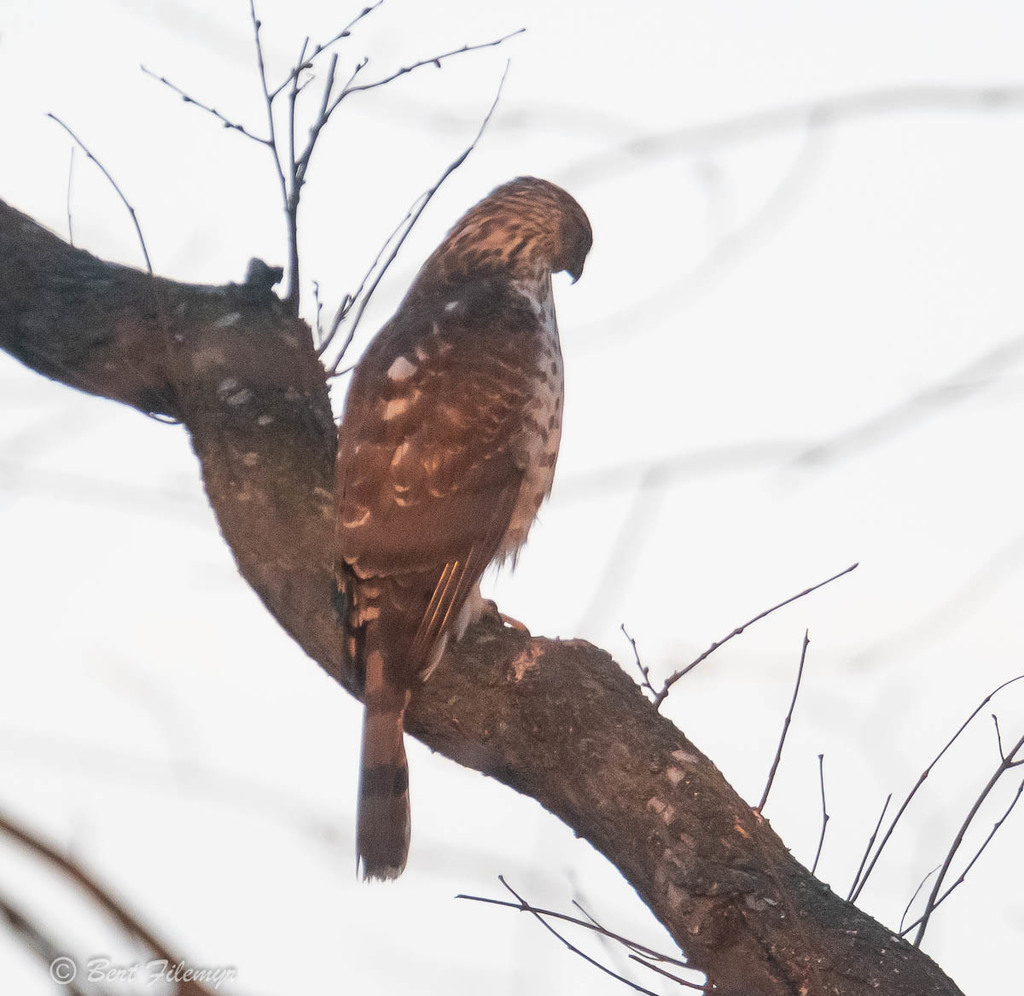 Cooper's Hawk from Hamilton Heights, New York, NY, USA on January 19 ...