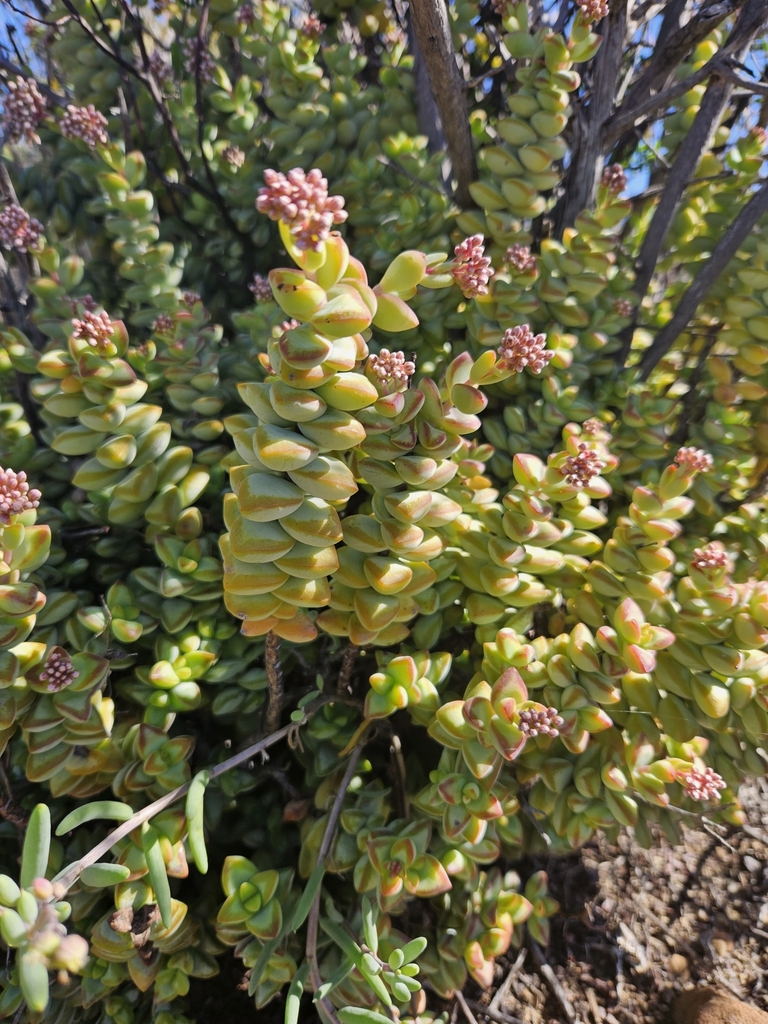 Kebab Bush from Laingsburg Municipality, South Africa on 03 October ...