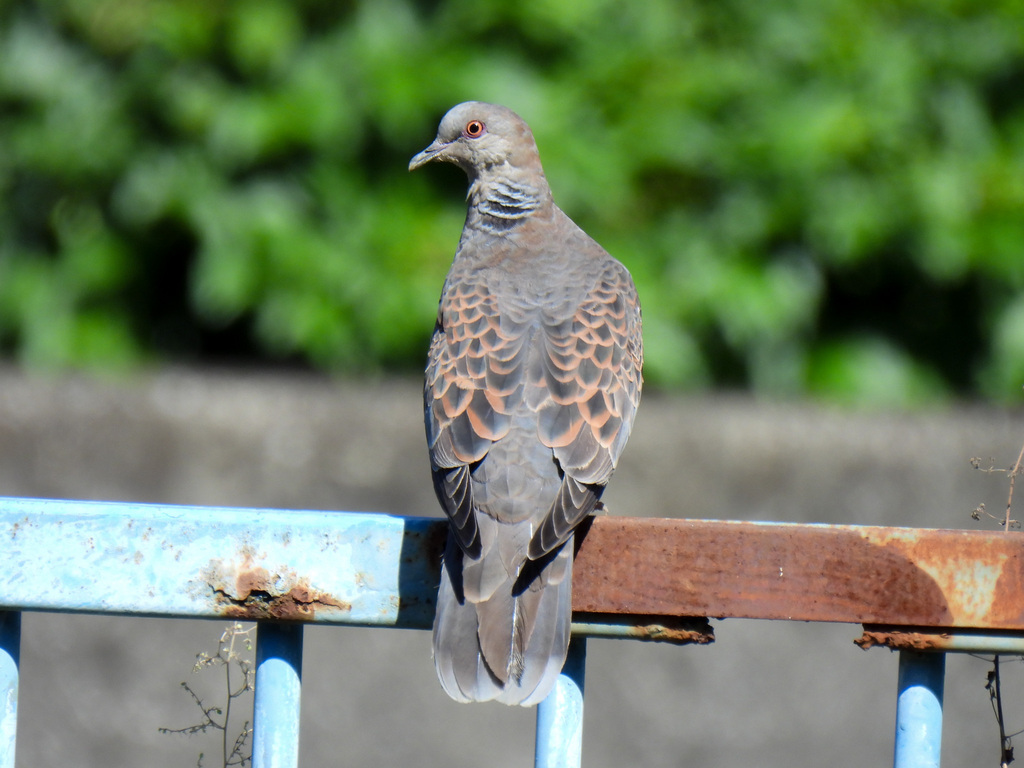 Oriental Turtle-Dove from 215-0025, Japan on October 6, 2023 at 12:23 ...