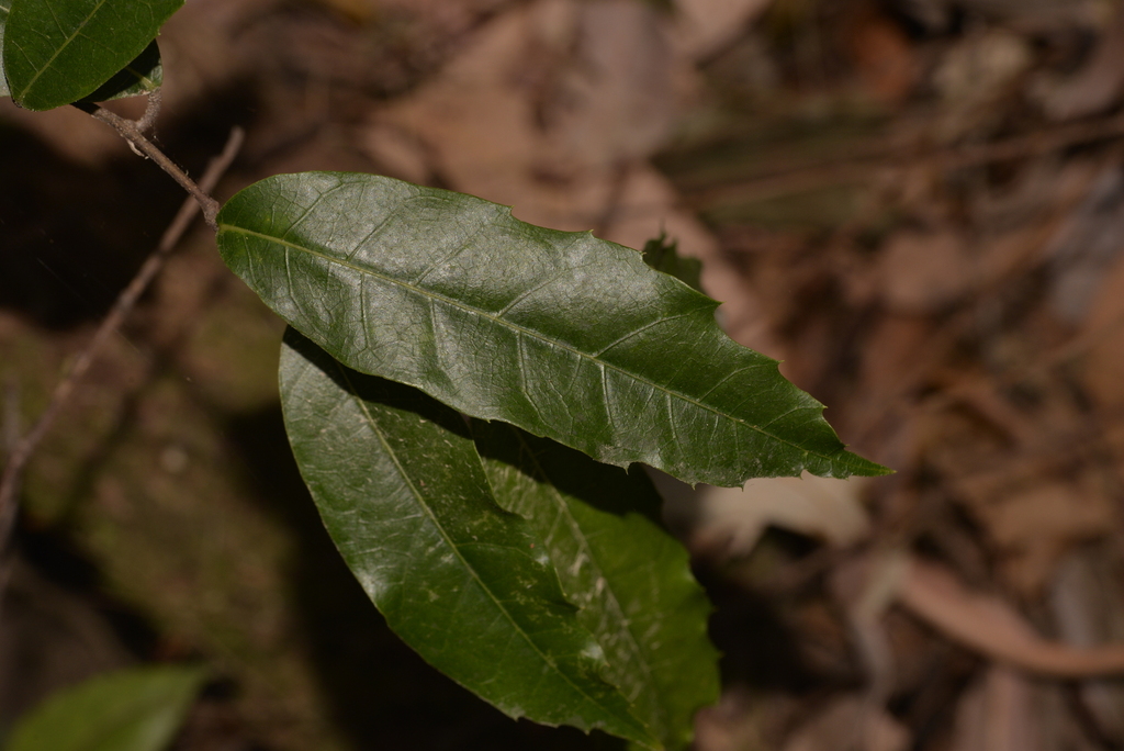 Burnie Vine from Karangi NSW 2450, Australia on October 7, 2023 at 02:04 PM by Nick Lambert ...