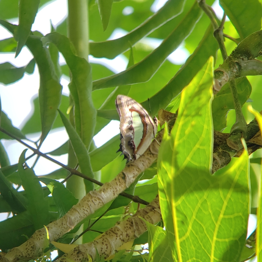 Common Nawab from 6VCR+4FW, Ninh Hải, Hoa Lư, Ninh Bình, Vietnam on ...