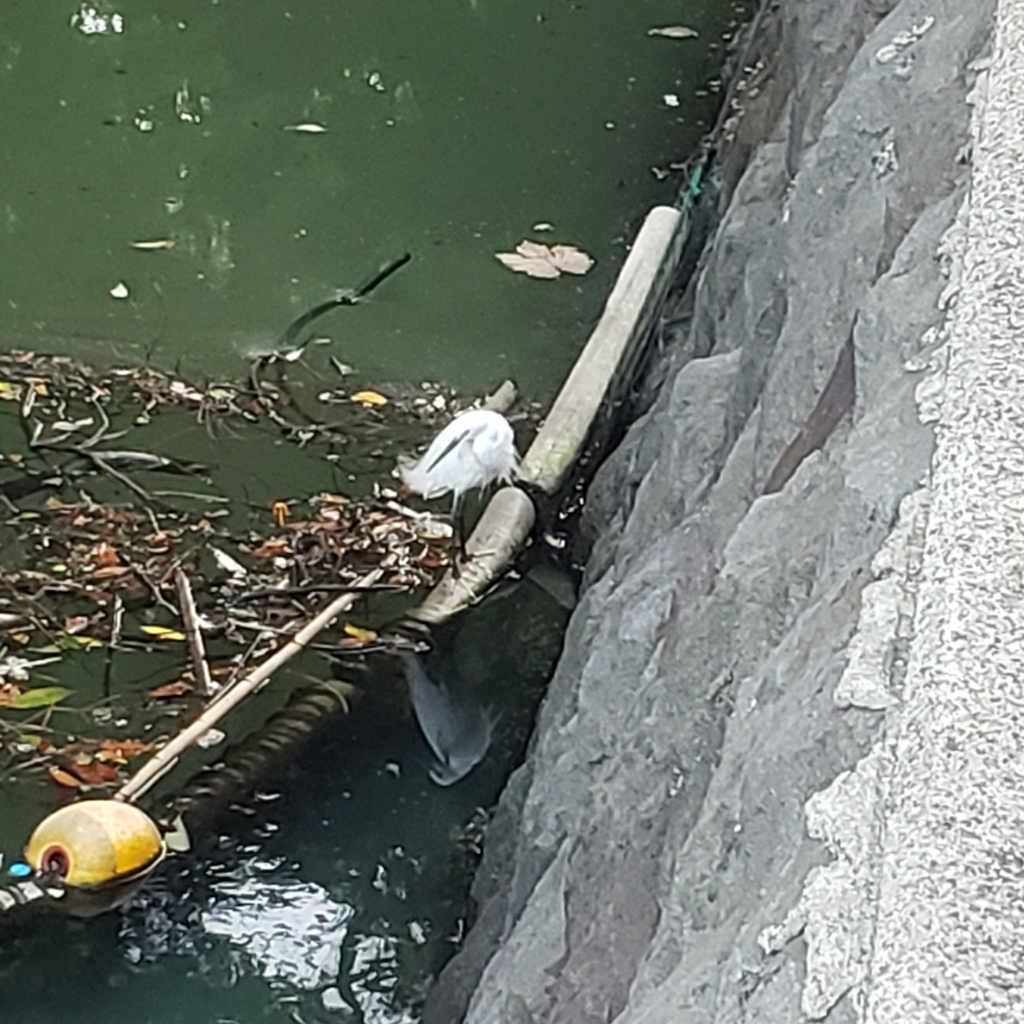 Little Egret from Fujidana, 内堀 1-1 Hamarikyūteien, Chuo City, Tokyo 104 ...
