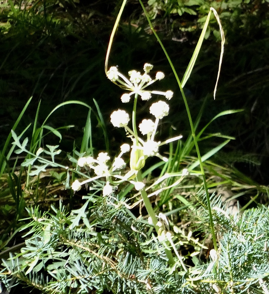 ranger buttons from Riverside County, CA, USA on October 6, 2023 at 10: ...