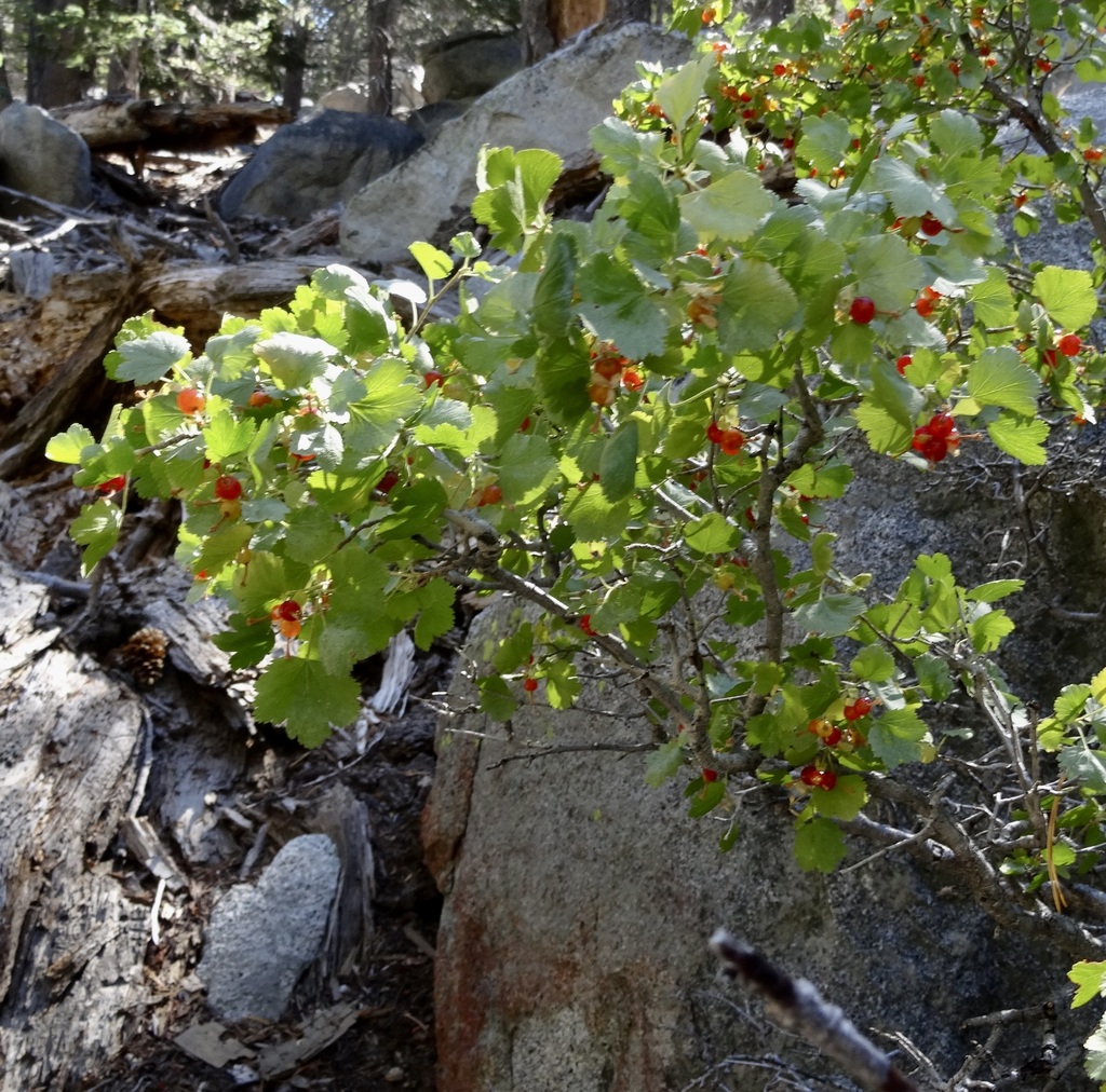 wax currant from Riverside County, CA, USA on October 6, 2023 at 10:25 ...