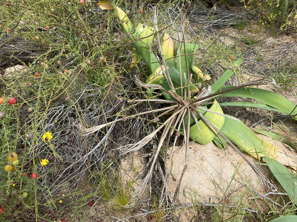 Malgas Lily from West Coast District Municipality, South Africa on ...