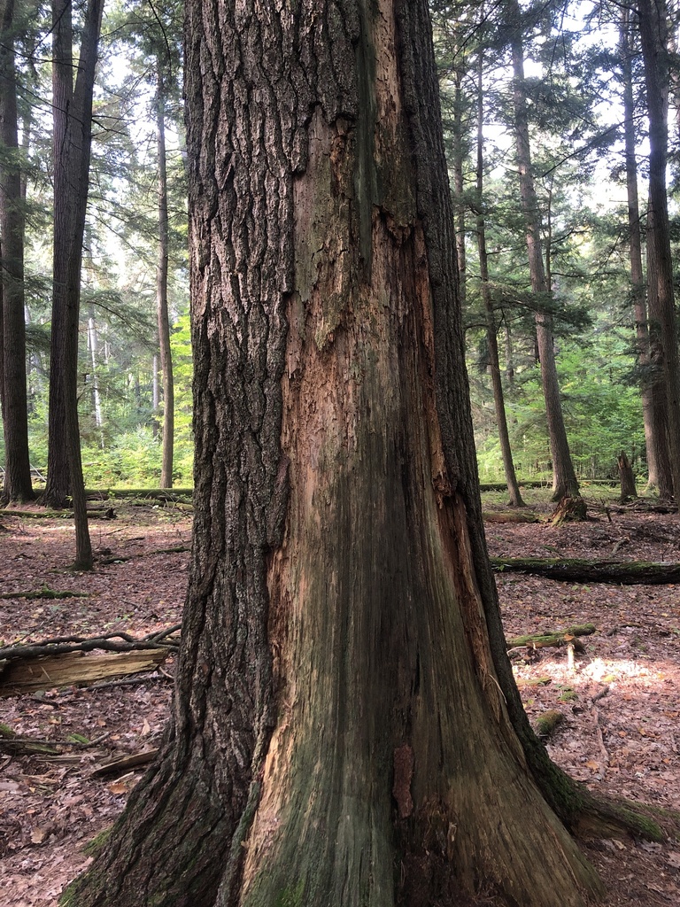 eastern white pine from Hartwick Pines State Park, Grayling, MI, US on ...