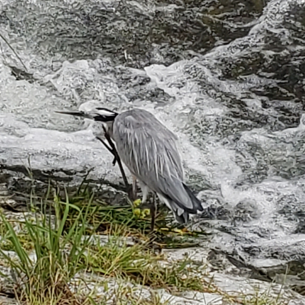 Grey Heron from 507 Kitamonzenchō, Sakyo Ward, Kyoto, 606-8352, Japan on October 1, 2023 at 12: ...