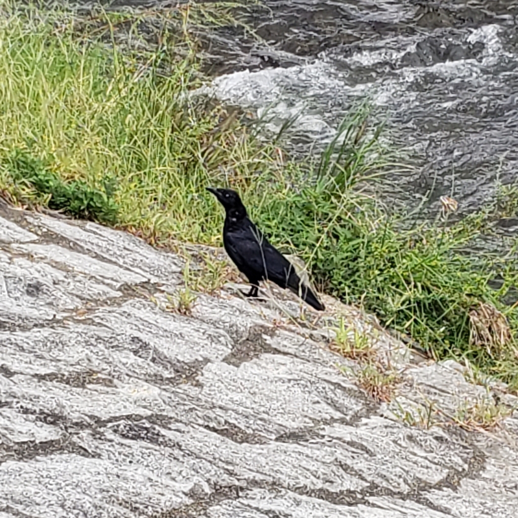 Carrion Crow from 492-1 Shimohonnōjimaechō, Nakagyo Ward, Kyoto, 604 ...