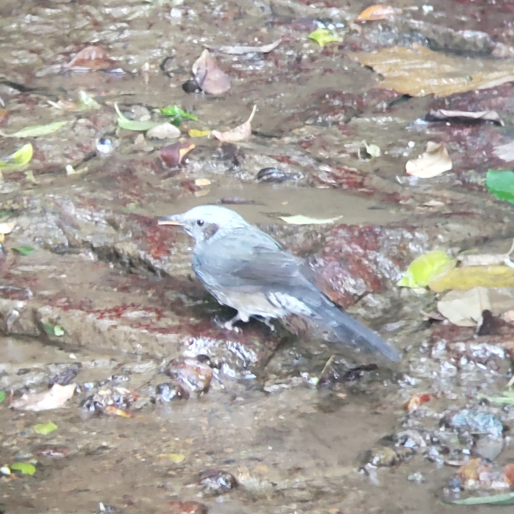 Brown-eared Bulbul from Japan, 〒616-0004 Kyoto, Nishikyo Ward ...