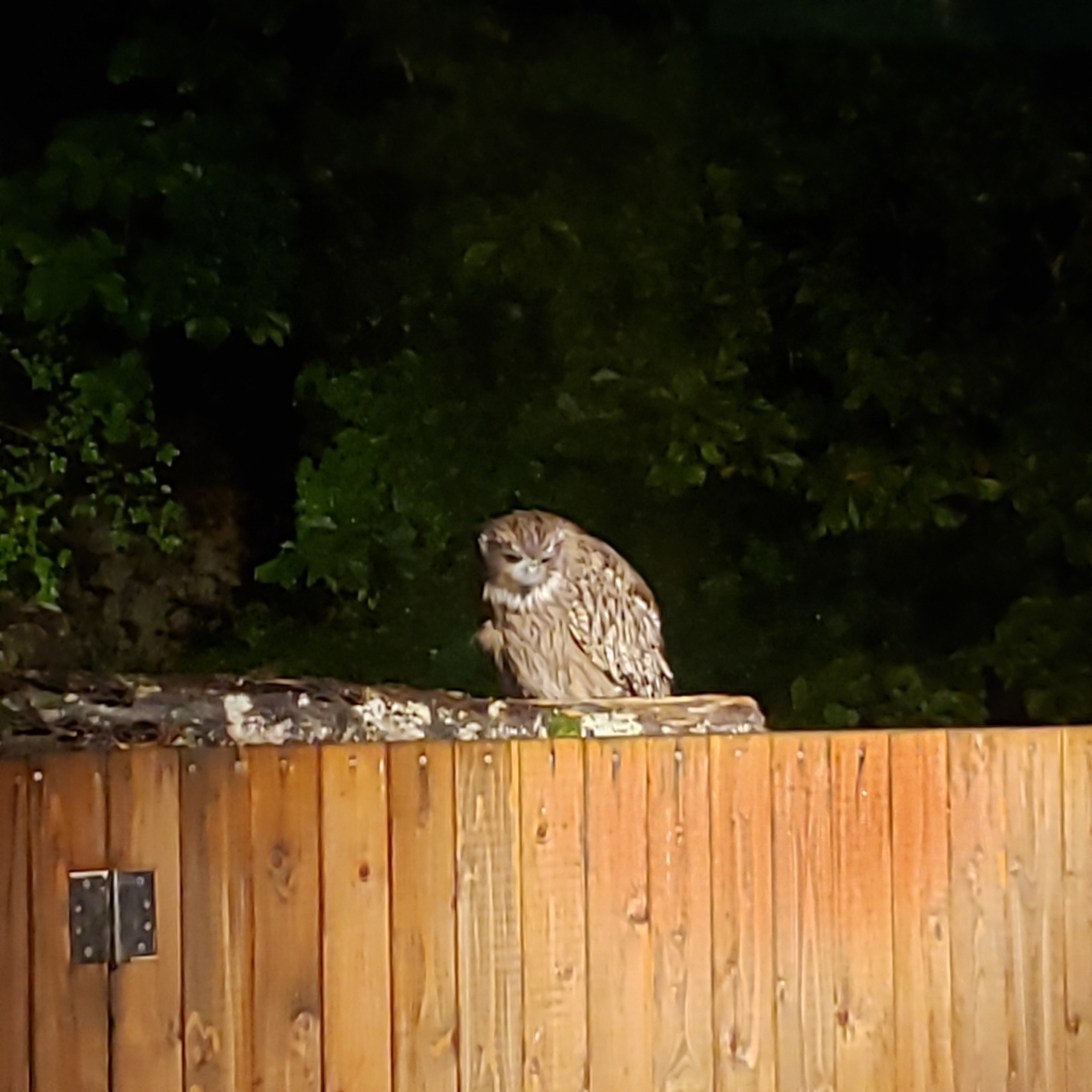 Blakiston's Fish-Owl in September 2023 by William Pixler. Resident bird ...