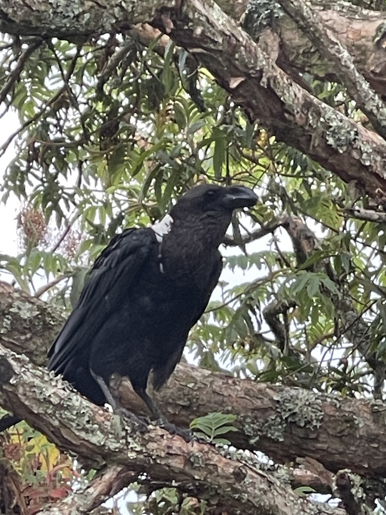 White-necked Raven from Nyungwe National Park on October 5, 2023 at 07: ...