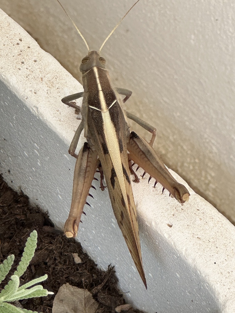 Garden Locust from San Roque, Cádiz, ES on October 7, 2023 at 04:26 PM ...