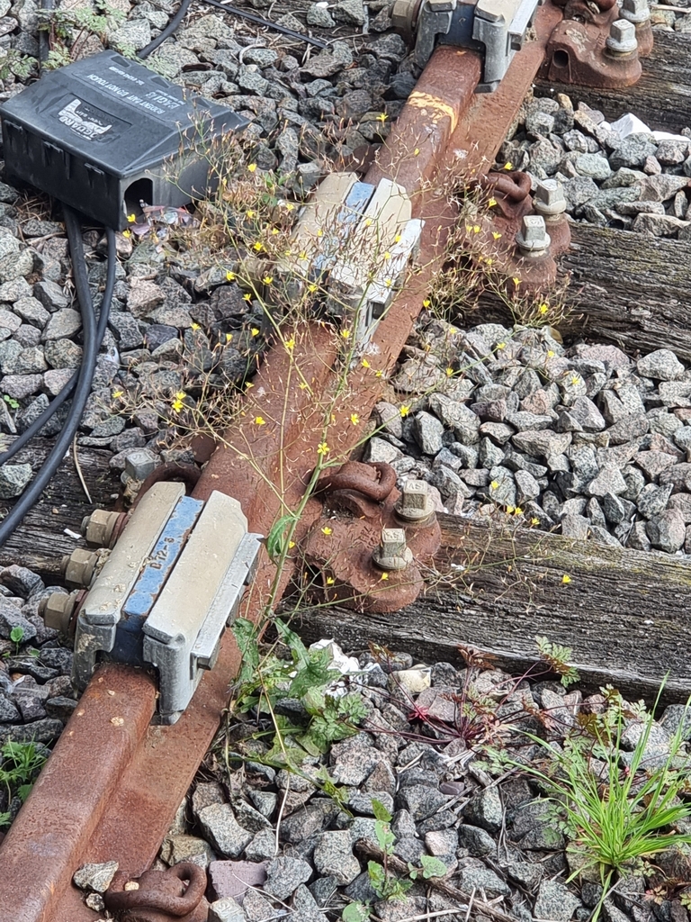 Wall Lettuce from Watford Junction Railway Station (Stop 2), Watford ...