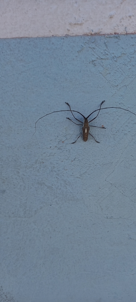 Fig Tree Borer from La Campana, Huichapan, Hgo., México on October 3 ...