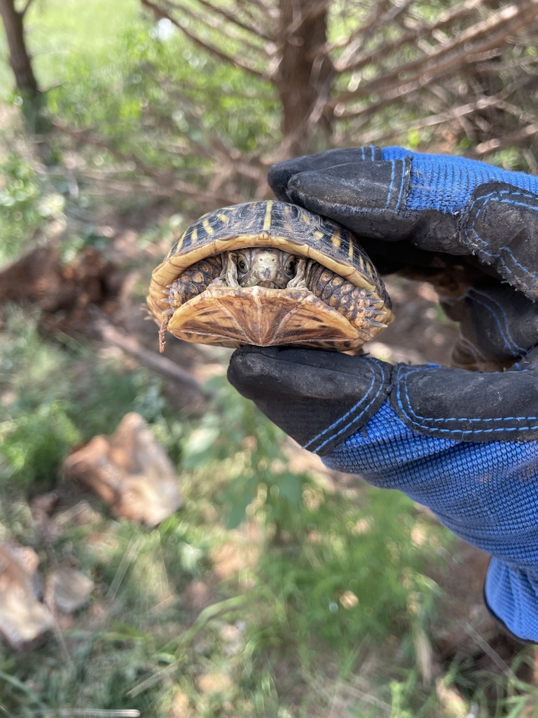 Ornate Box Turtle from Santa Ana Ct, Portales, NM, US on August 3, 2021 ...