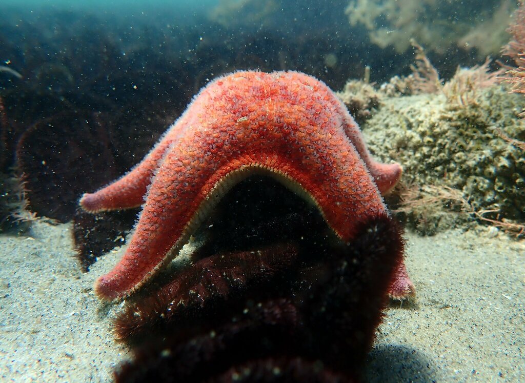Bat Star from Mission Bay, San Diego, CA, USA on September 13, 2023 at ...