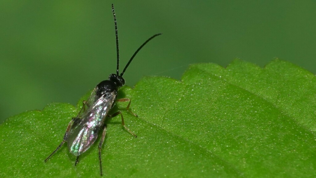 Cabbage White Parasitoid Wasp from Aarey Vasundhara on October 6, 2023 ...