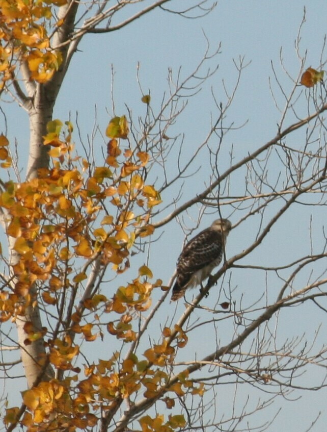 Red-tailed Hawk from Town Hall on October 7, 2023 by mac7mn · iNaturalist
