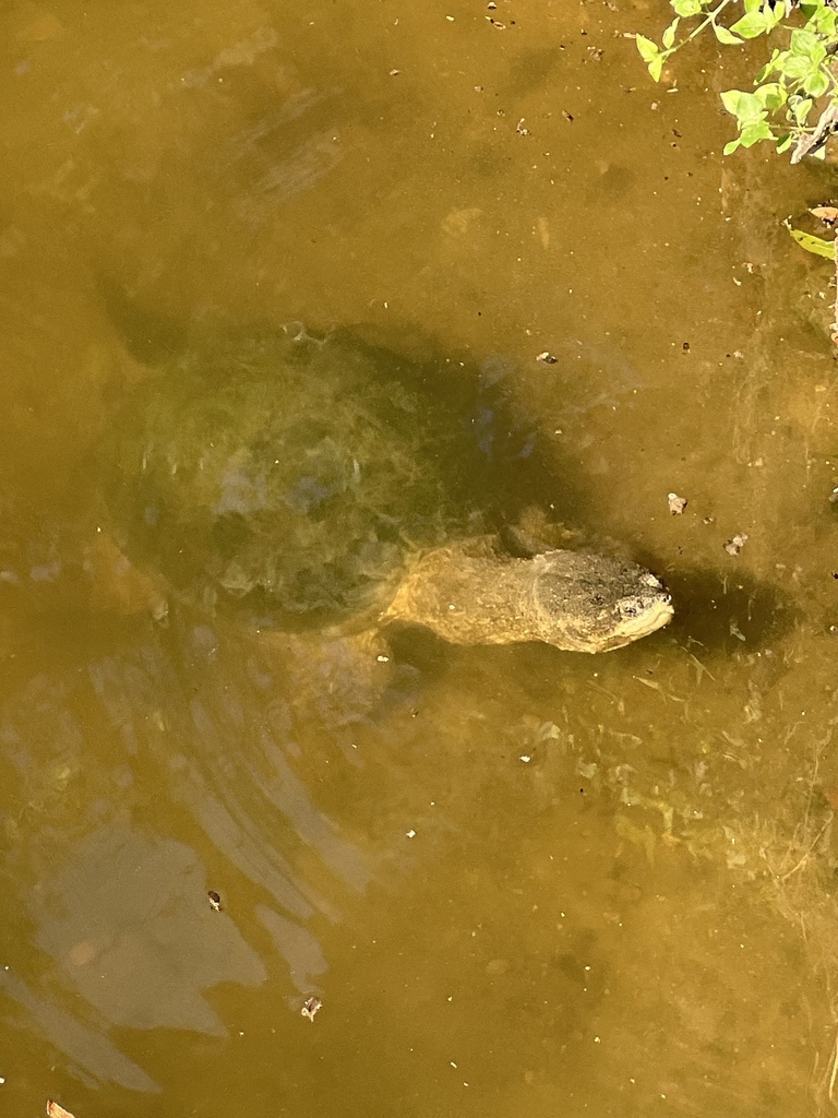 Common Snapping Turtle from Bear Creek Pkwy, Keller, TX, US on October ...