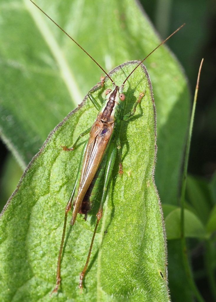 Long-winged Conehead from Greenford, UK on October 7, 2023 at 01:02 PM ...