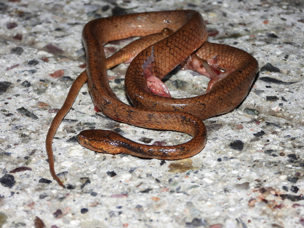 Chinese Slug Snake from 中国四川省乐山市峨眉山市 on July 23, 2022 at 09:48 PM by ...
