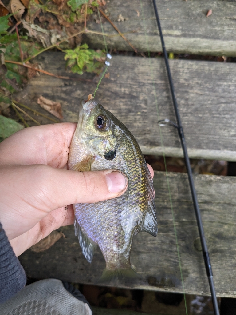 Northern Bluegill from Fox Lake on October 7, 2023 at 10:53 AM by qfc7 ...