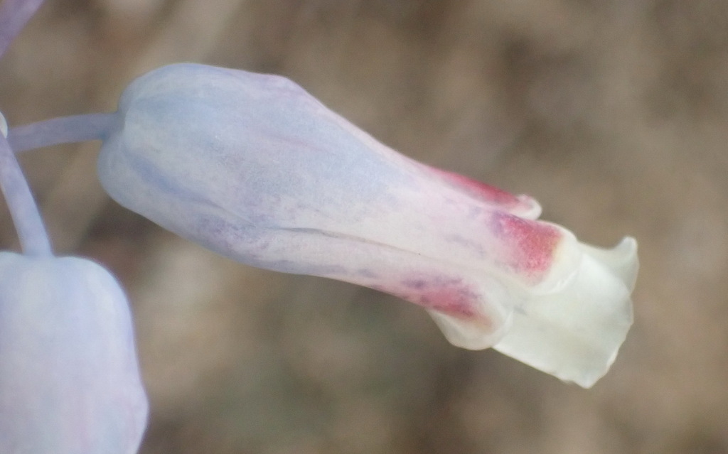 Banded Viooltjie from Wemmershoek Wetland, Cape Winelands District ...