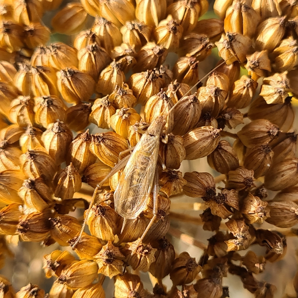 Italian Tree Cricket from Abbots Cliff House, Folkestone CT18 7HZ, UK ...