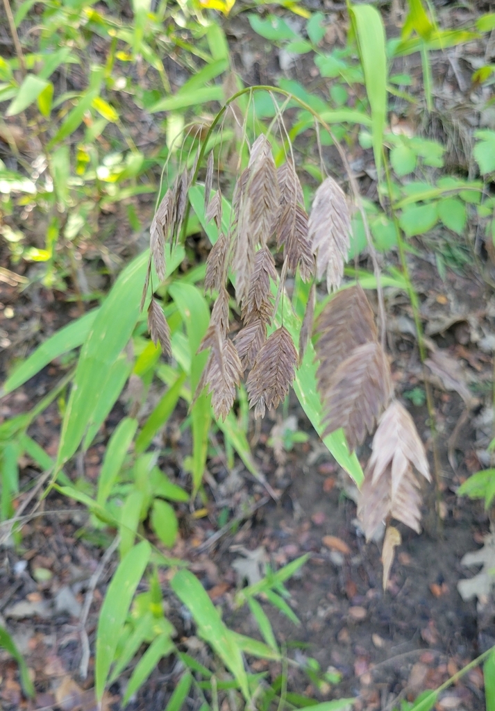inland wood oats from Vivian J. Malone Preserve - Texas Land ...