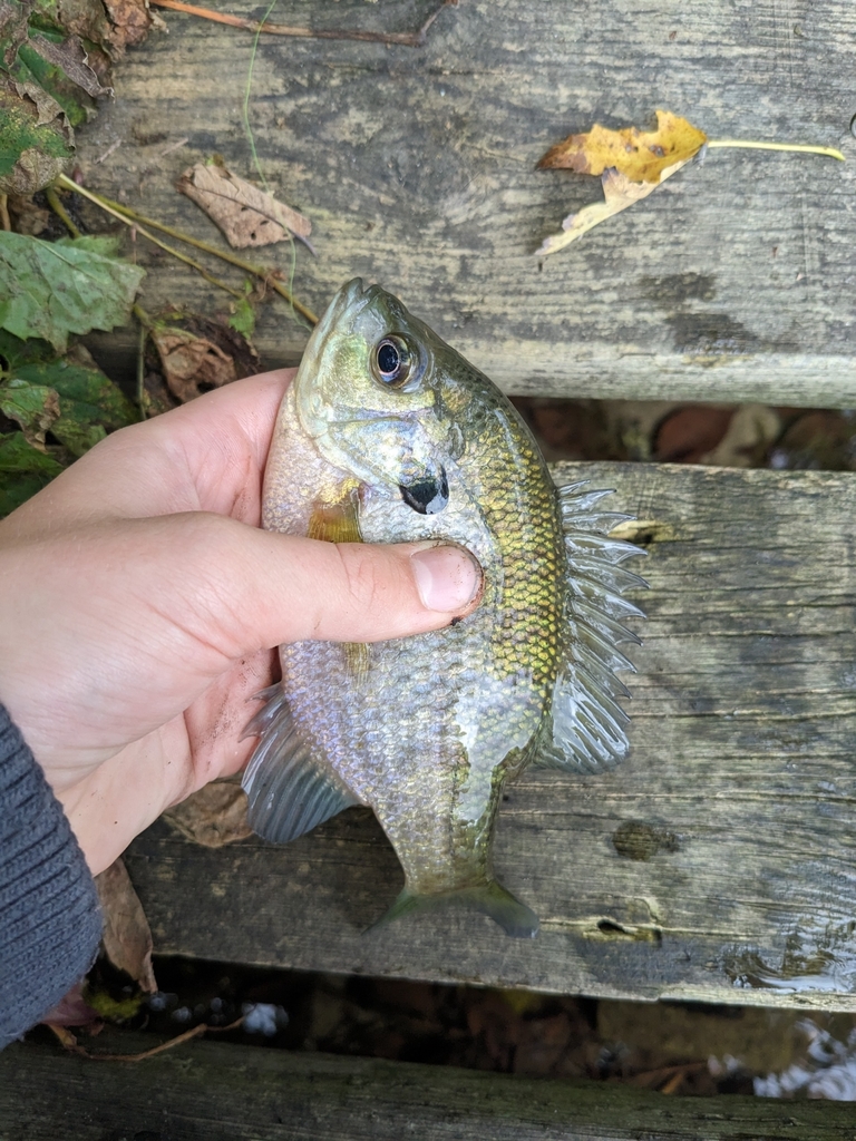 Northern Bluegill from Fox Lake on October 7, 2023 at 10:42 AM by Quinn ...