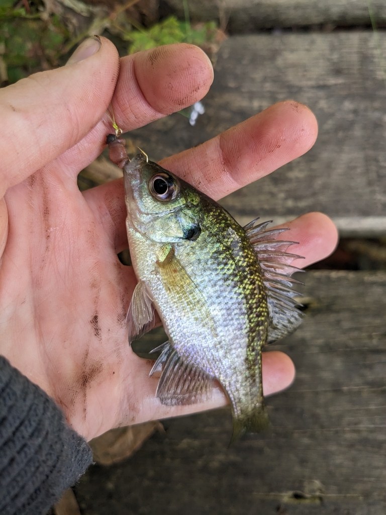 Northern Bluegill from Fox Lake on October 7, 2023 at 10:33 AM by qfc7 ...