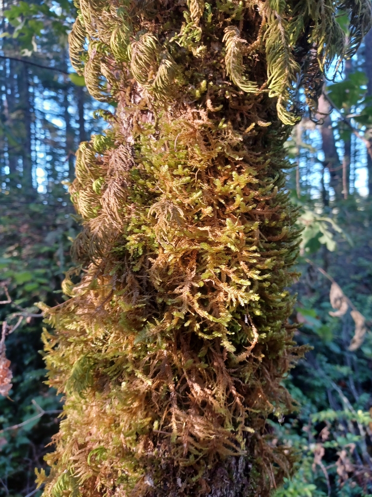 Menzies' metaneckera moss from Shelton, WA 98584, USA on October 7 ...