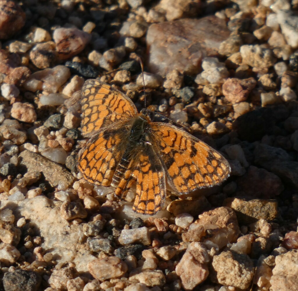 Sagebrush Checkerspot from Joshua Tree National Park, Riverside ...