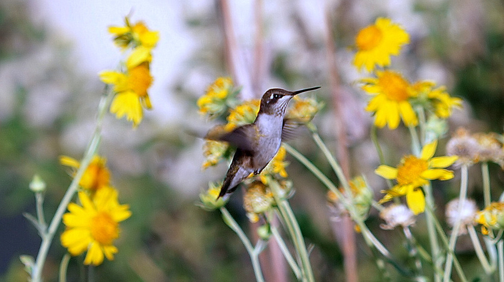Ruby-throated Hummingbird from Bath House Pollinator Garden Dallas, TX ...
