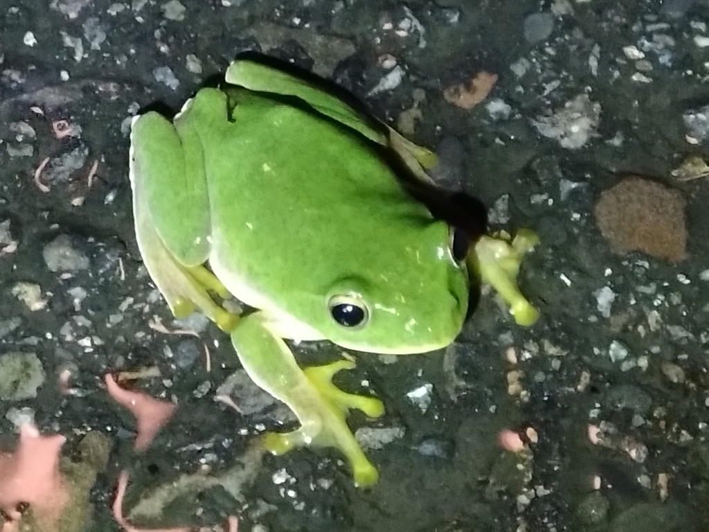 Taipei Green Tree Frog in October 2023 by Benny Wu · iNaturalist