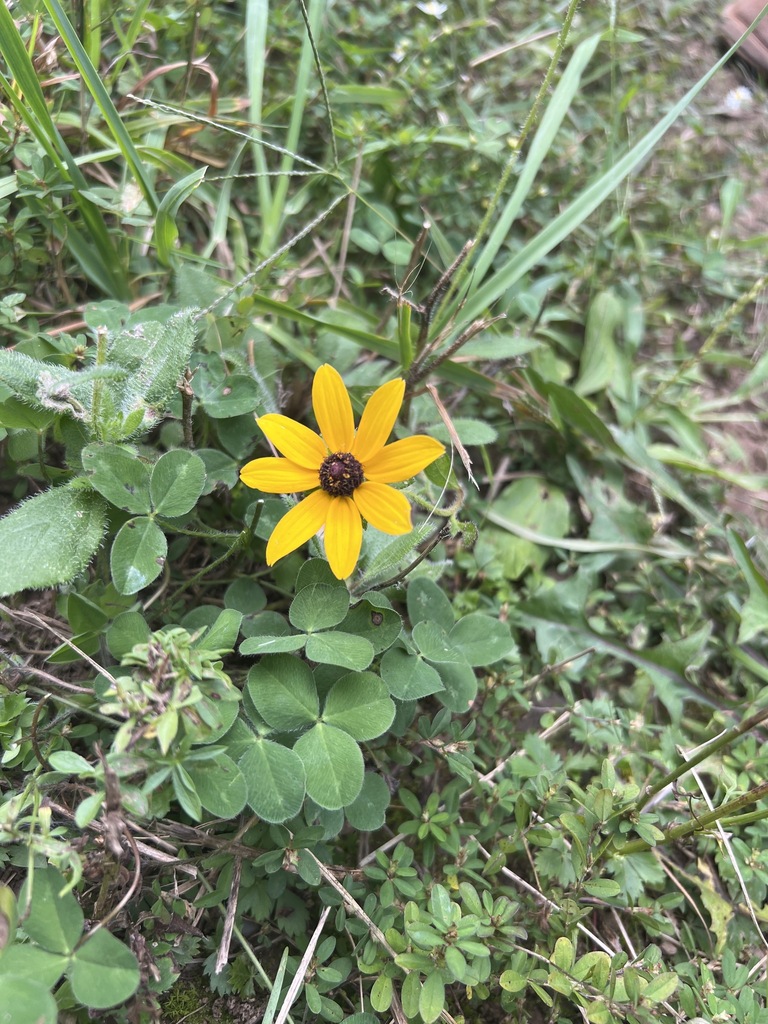 black-eyed Susan from Harding Township, NJ on September 17, 2023 at 04: ...